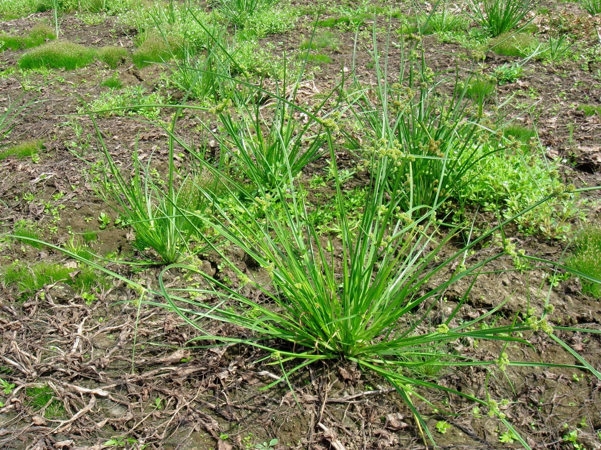 Cyperus difformis L.